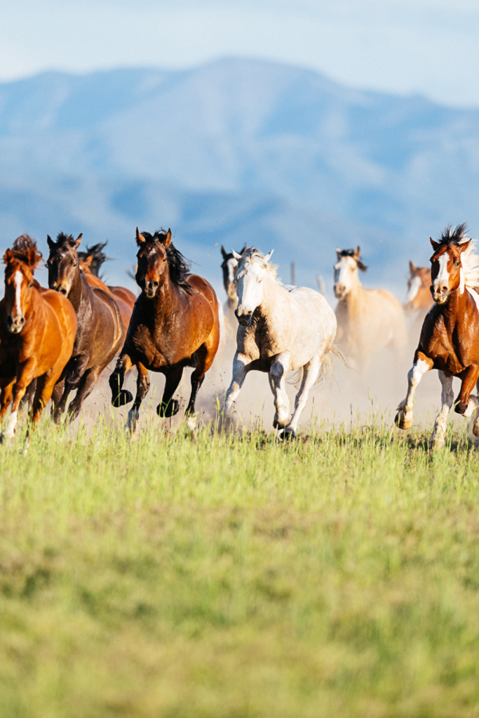 Mustang Horse 10 Special facts You Need to Know - Everything Country Living