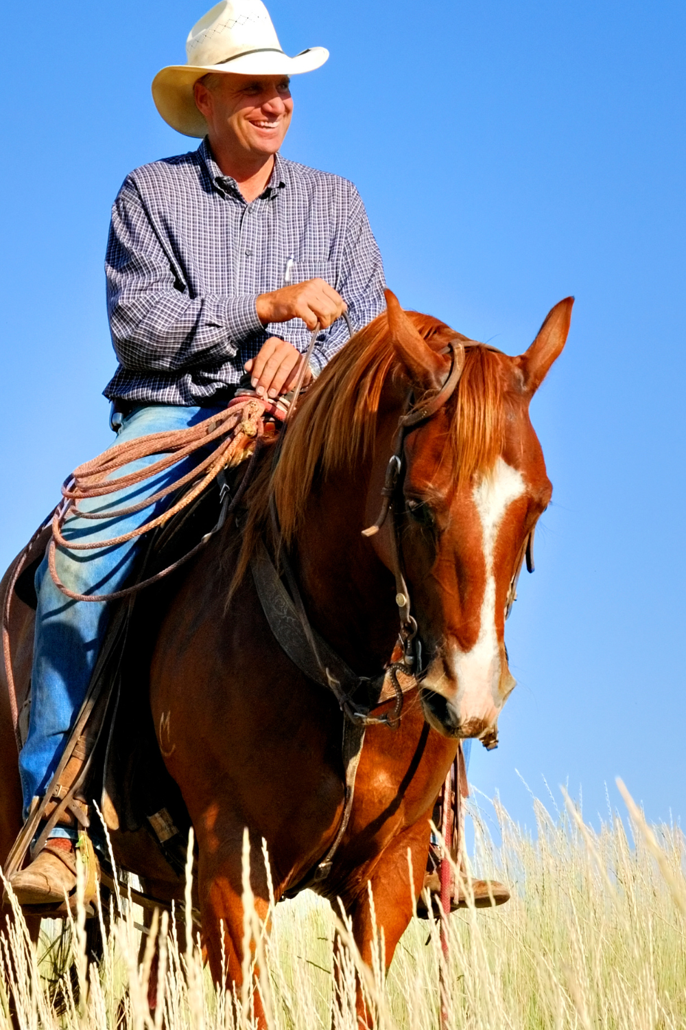 The Barn Sour horse – How to Retrain Them - Everything Country Living