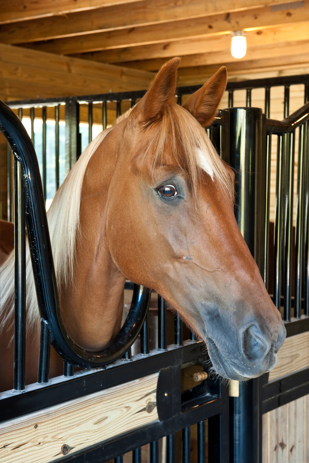 The Best Stall Cleaning Practices for Every Horse Owner