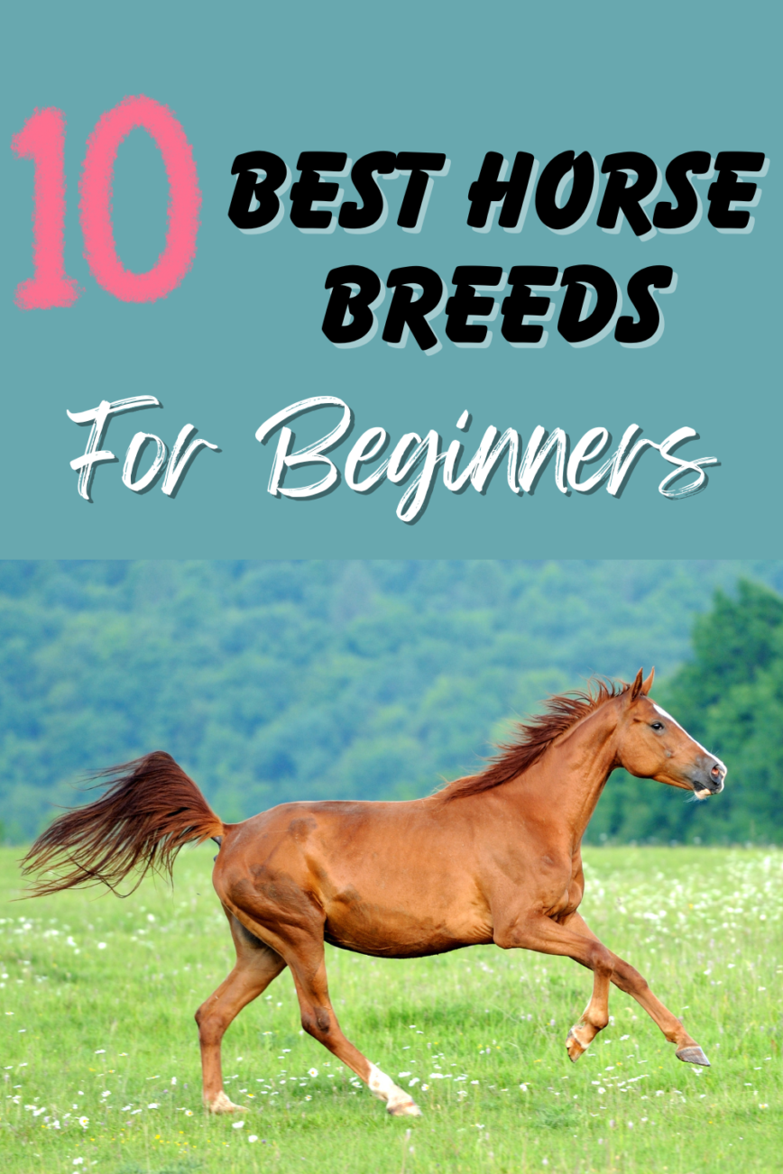 The Best Horses for Beginners and New Horse Owners
