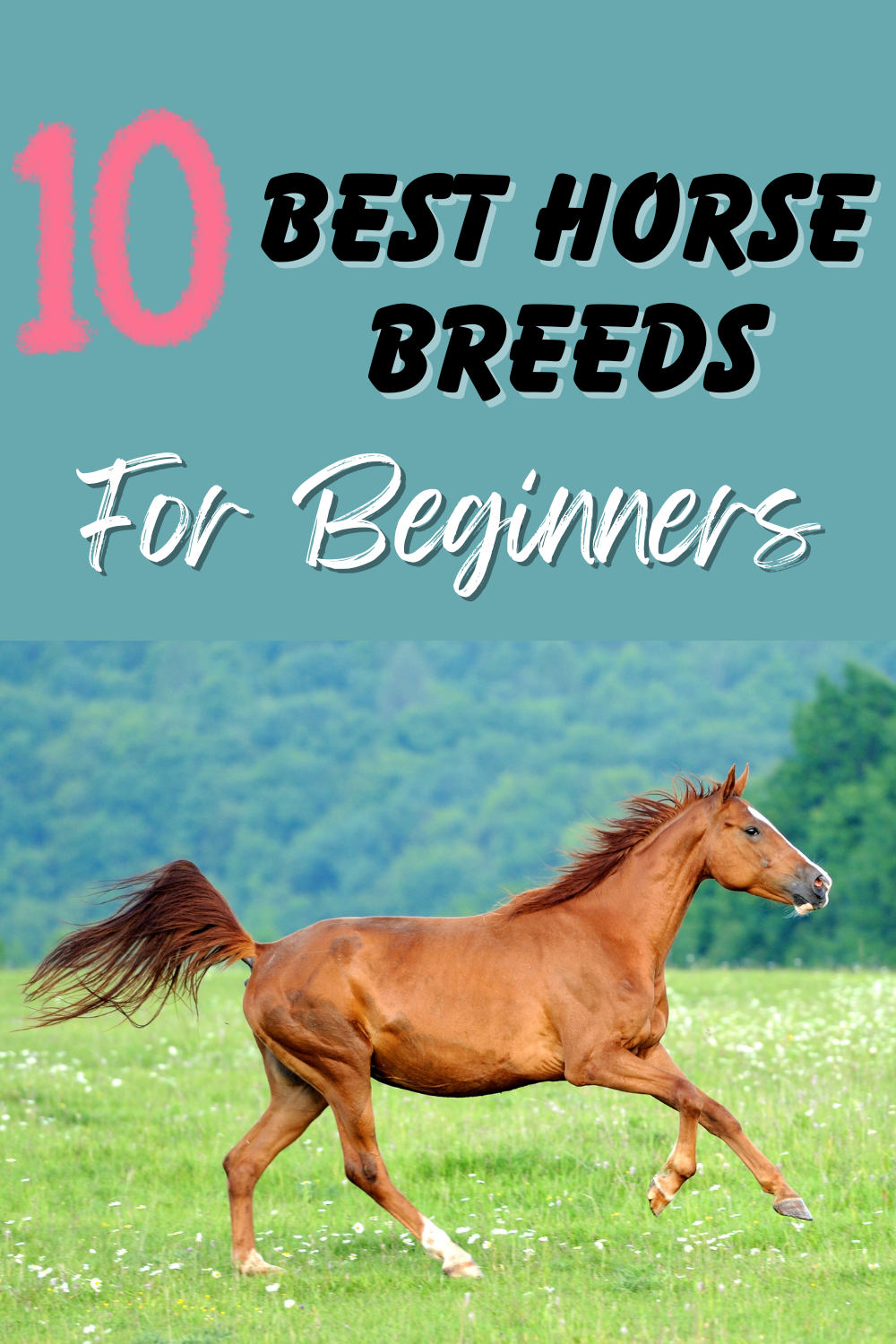 The Best Horses for Beginners and New Horse Owners