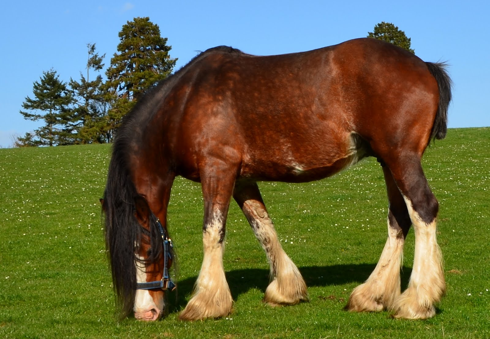 The Best Horses for Beginners and New Horse Owners