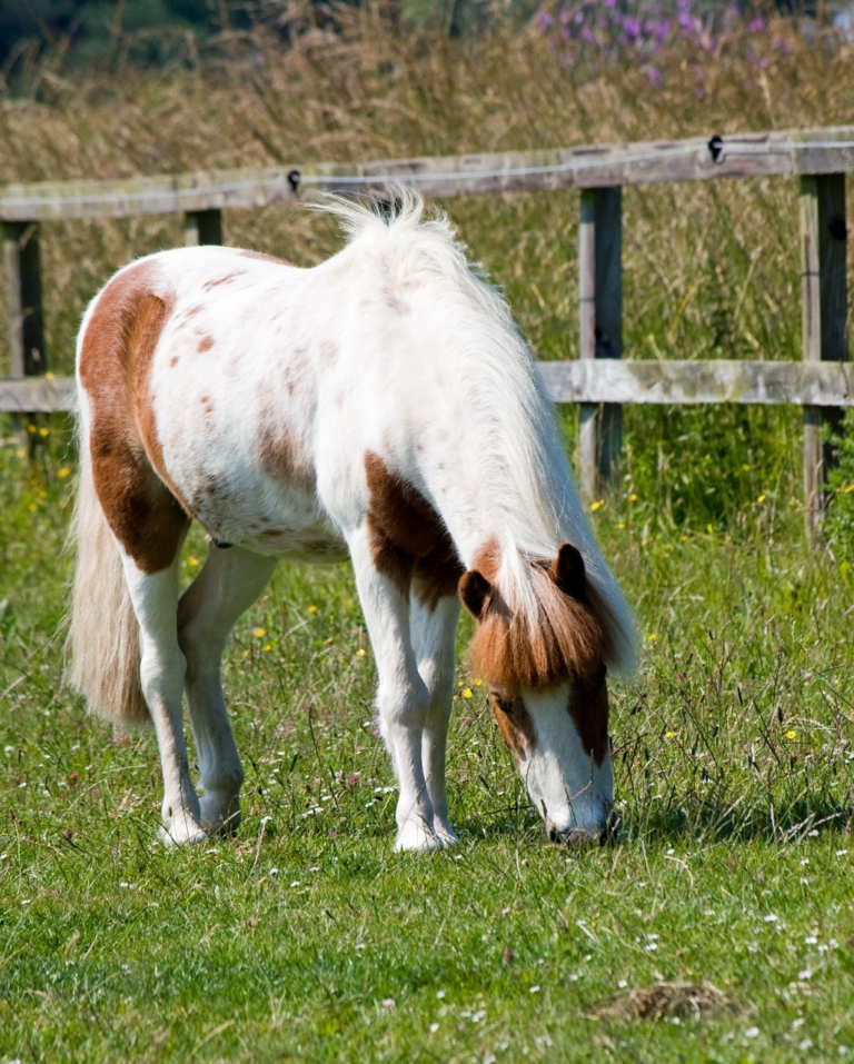 The Best Horses for Beginners and New Horse Owners