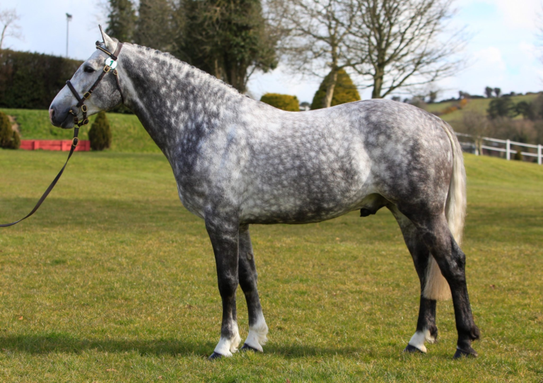 The Best Horses for Beginners and New Horse Owners