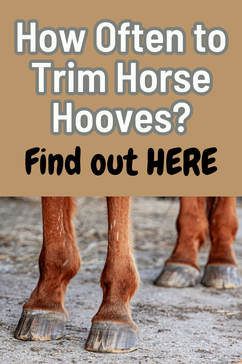 How Often to Trim Horse Hooves – Find out Here