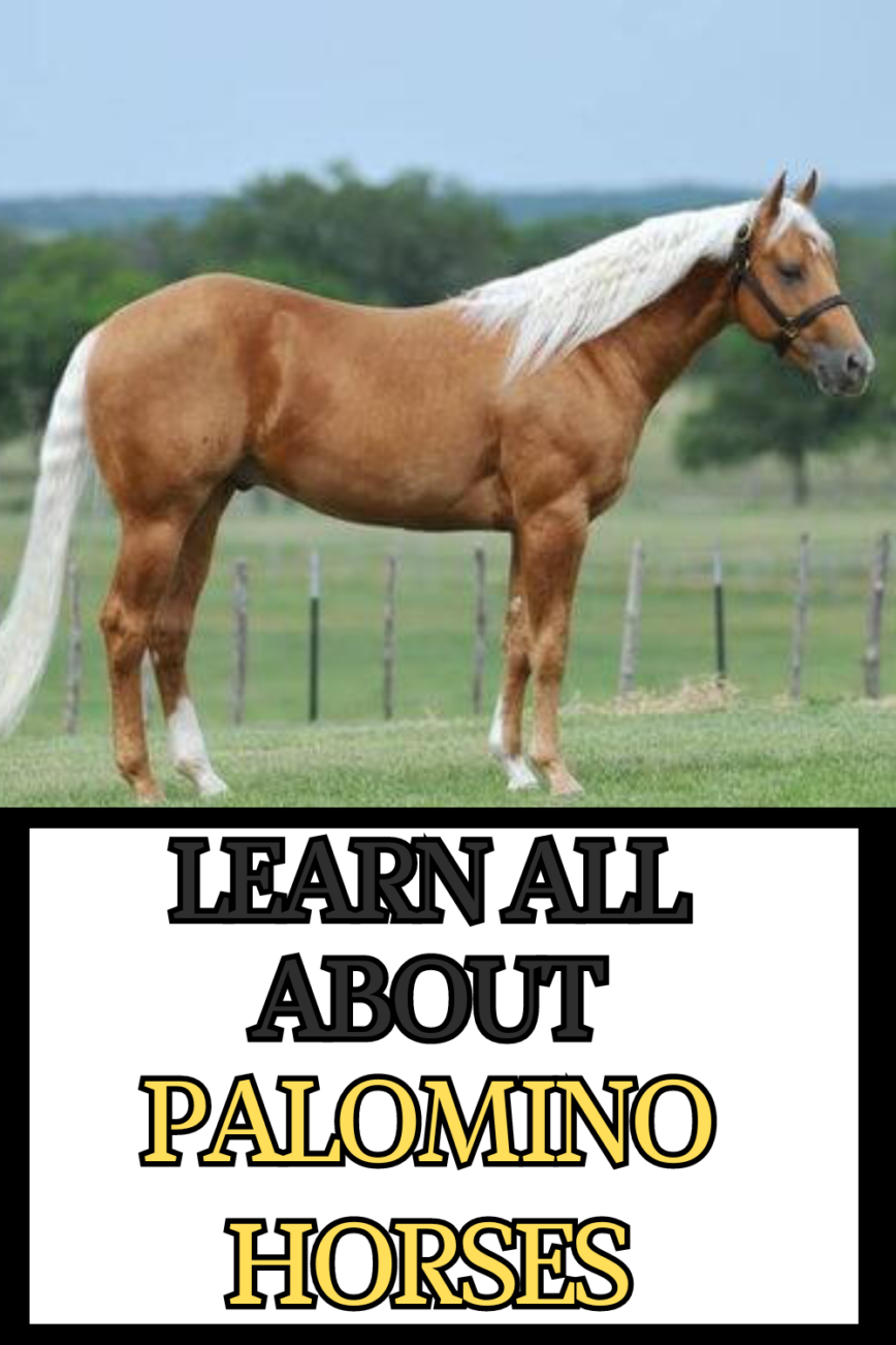The Palomino Horse – History and Photos of the Golden Horse