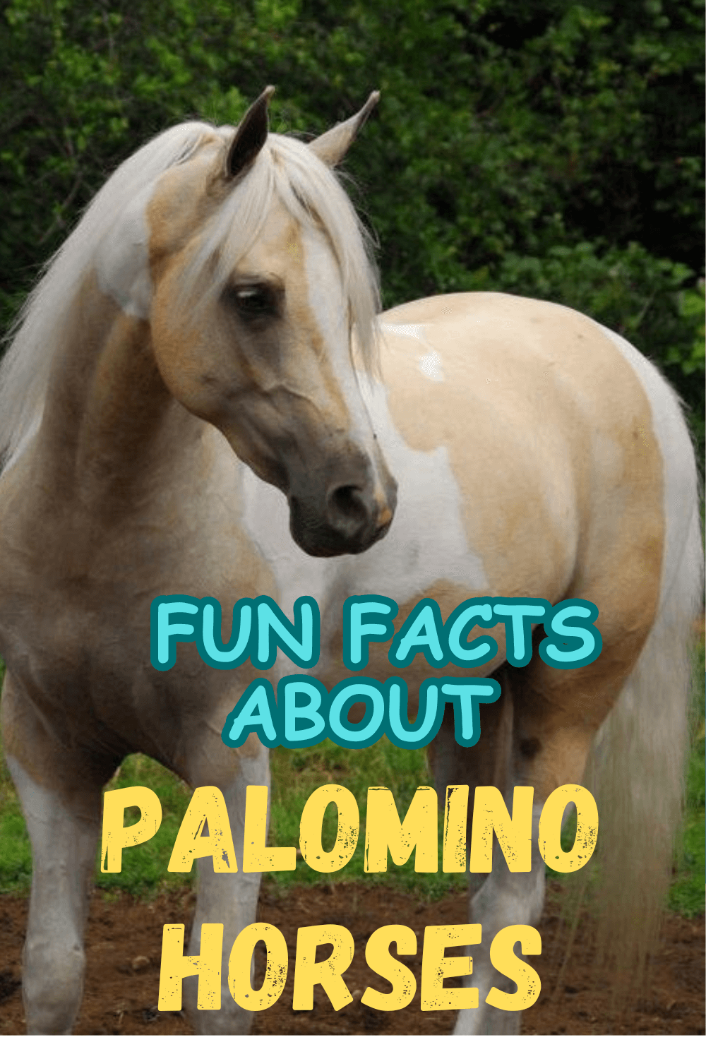 The Palomino Horse – History and Photos of the Golden Horse