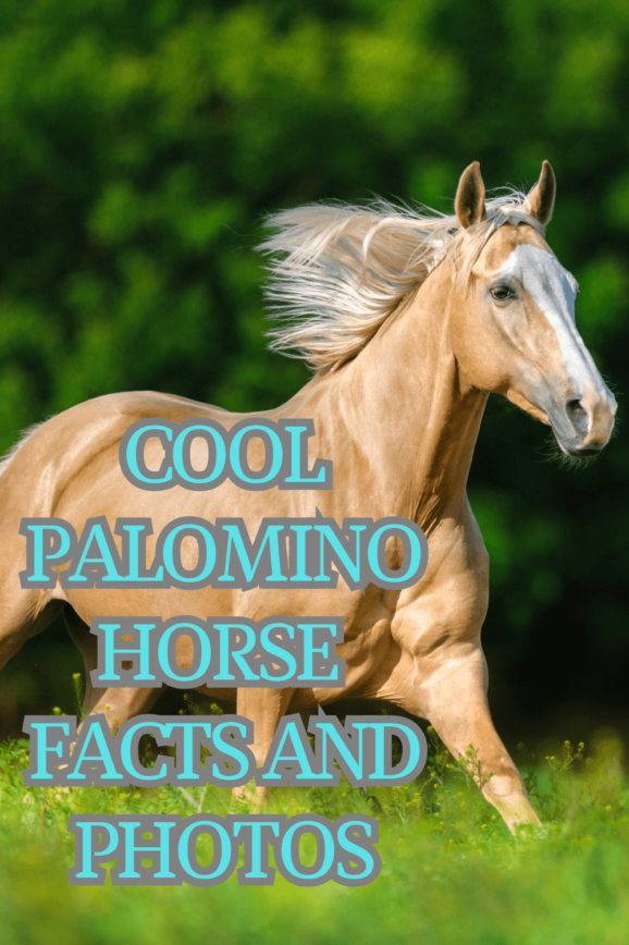 The Palomino Horse – History and Photos of the Golden Horse
