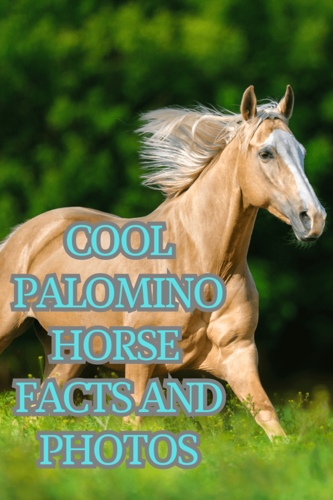 The Palomino Horse – History and Photos of the Golden Horse
