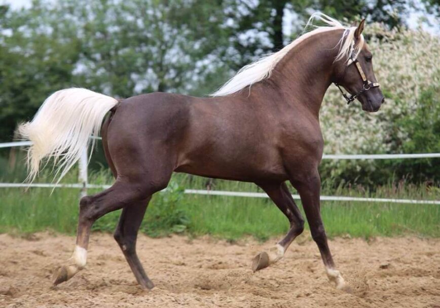 The Palomino Horse – History and Photos of the Golden Horse