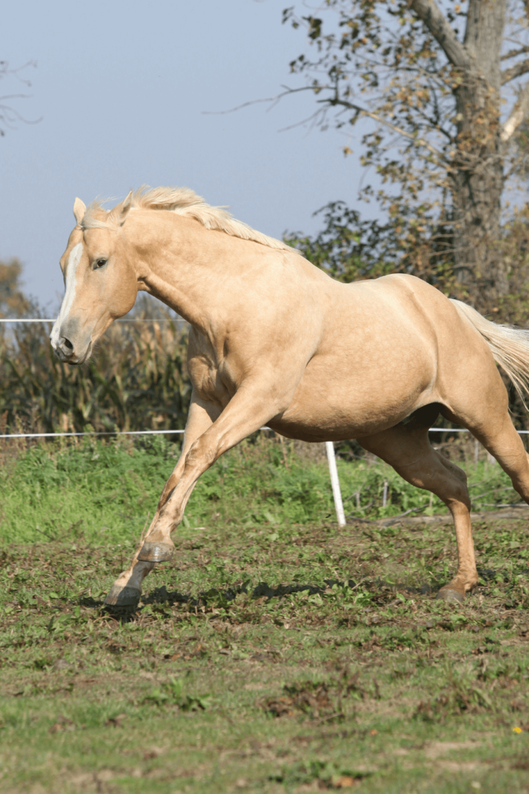 The Cremello horse – Amazing Photos and Facts