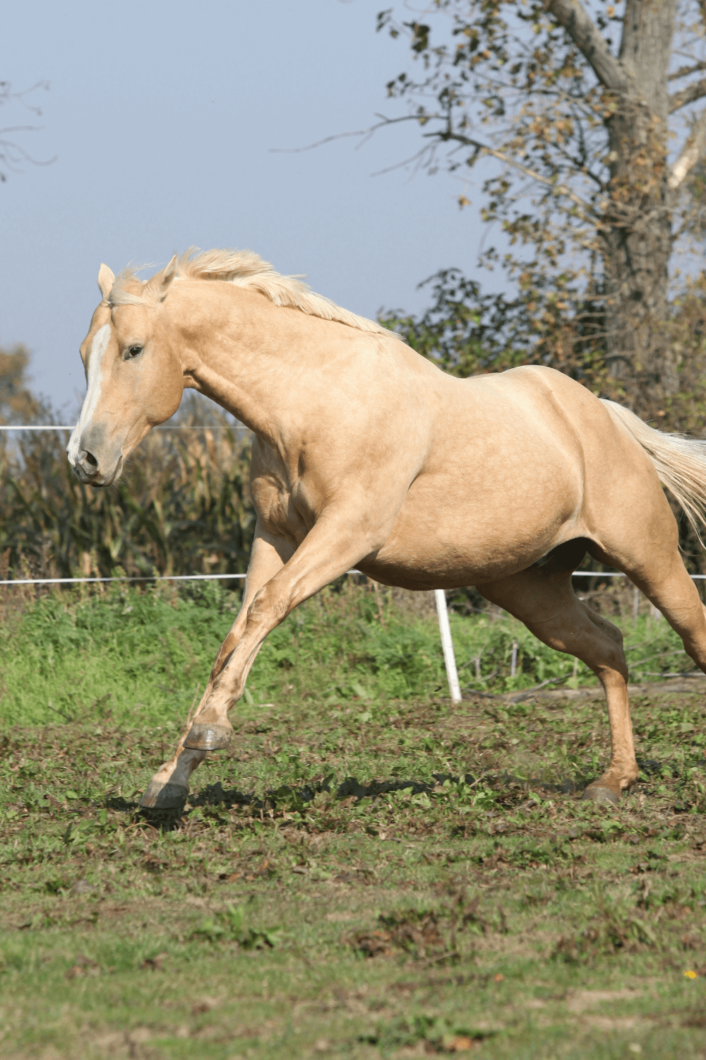 The Cremello horse – Amazing Photos and Facts