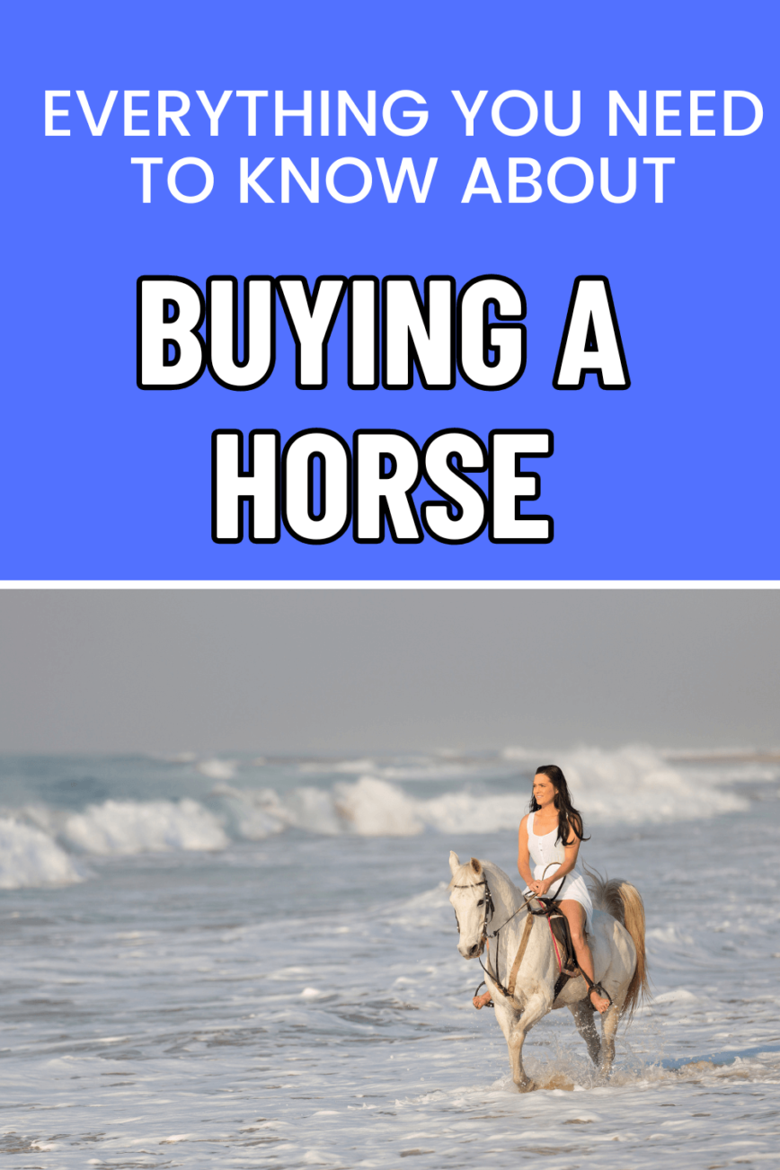 First Time Horse Owner – Ultimate Guide to Buying a Horse