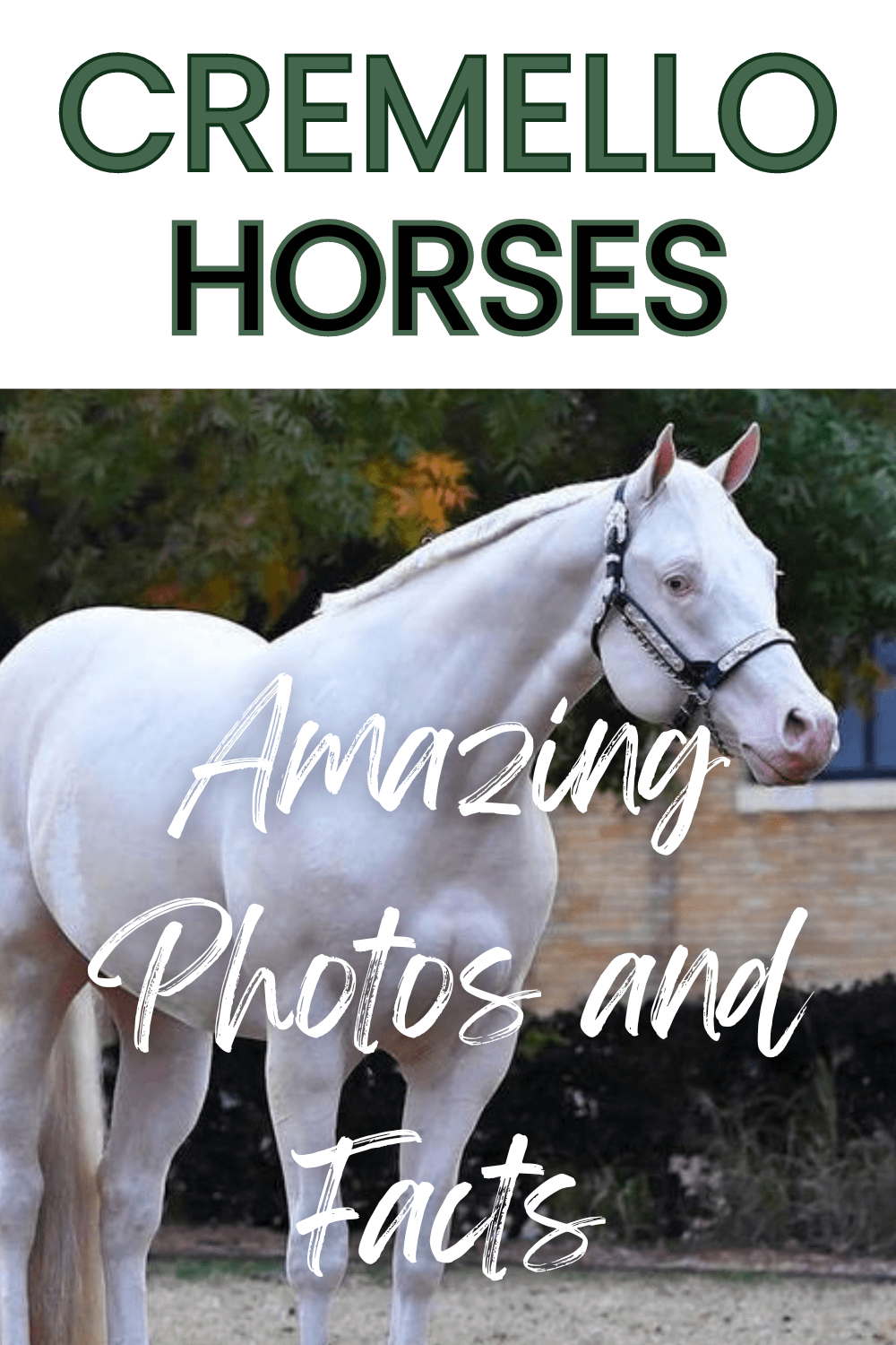 The Cremello horse – Amazing Photos and Facts