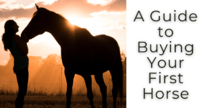 First Time Horse Owner – Ultimate Guide to Buying a Horse